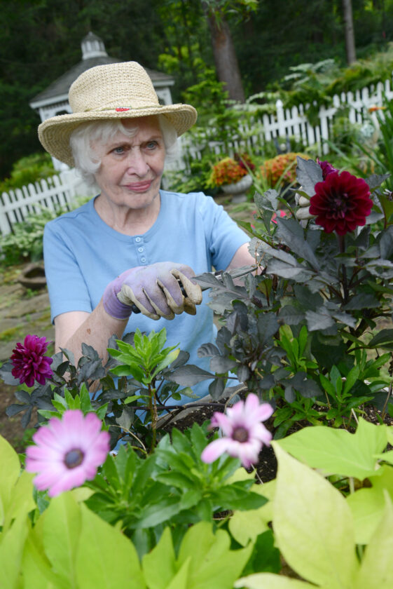 In full bloom | News, Sports, Jobs - Altoona Mirror